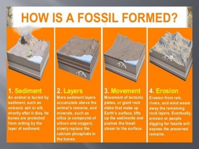 Fossils formation & their significance in evolution | PPTX | Geology ...