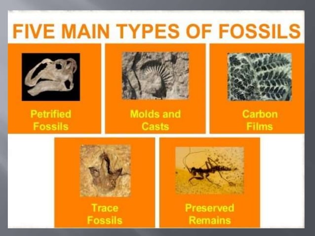 Fossils formation & their significance in evolution | PPTX | Geology ...