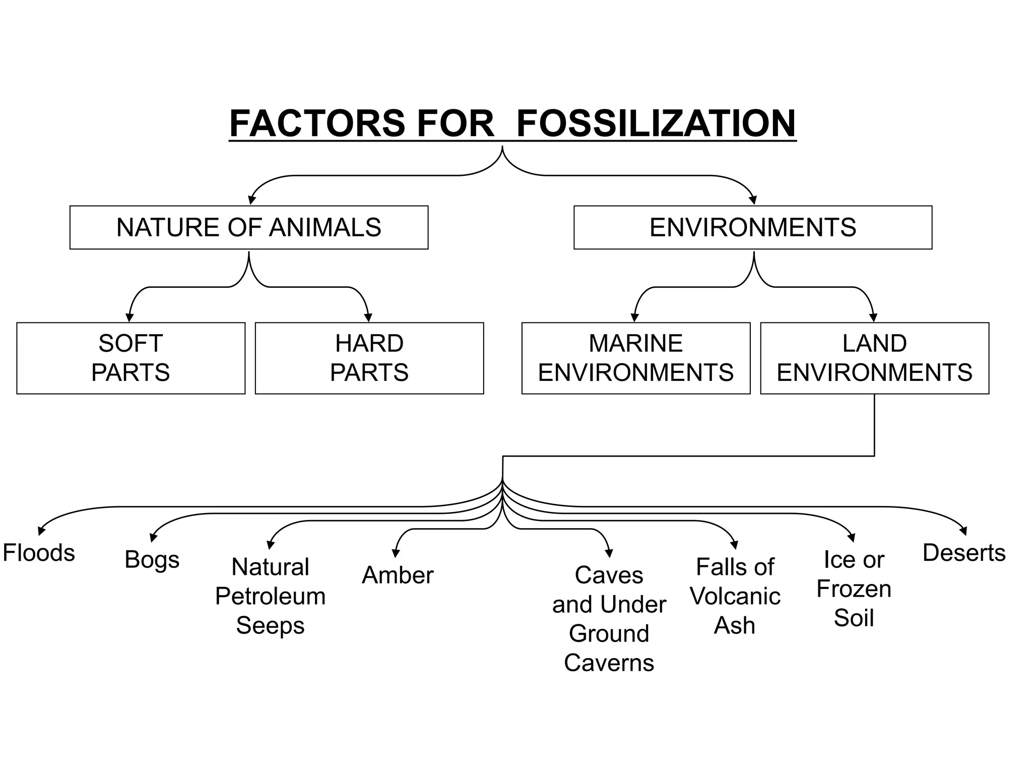 Fossils And Fossilization Ppt