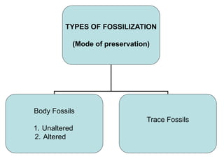 Fossils & Fossilization.ppt