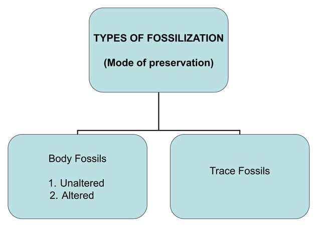 Fossils & Fossilization.ppt | Geology | Science