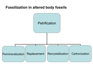 Fossils & Fossilization.ppt