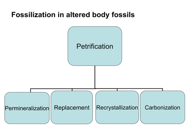 Fossils & Fossilization.ppt | Geology | Science