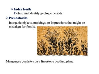 Fossils & Fossilization.ppt