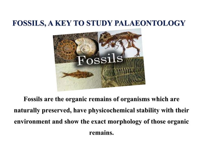 Fossils & Fossilization.ppt | Geology | Science