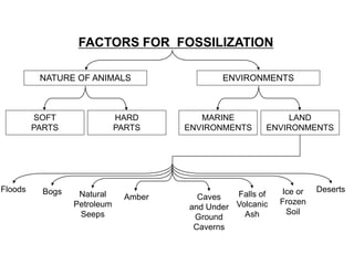 Fossils & Fossilization.ppt