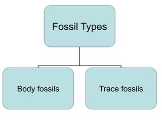 Fossils & Fossilization.ppt