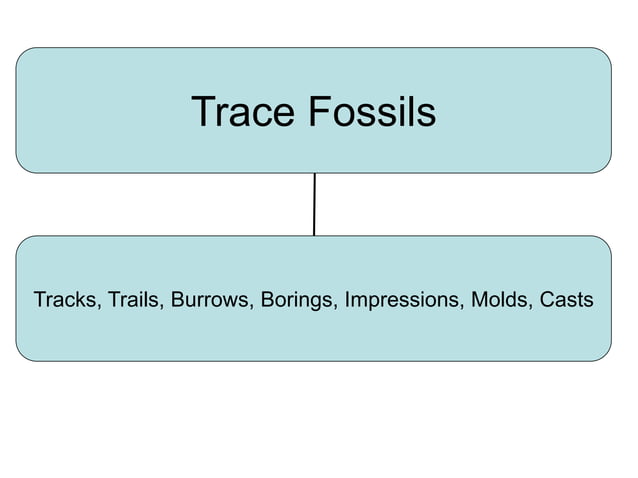 Fossils & Fossilization.ppt | Geology | Science