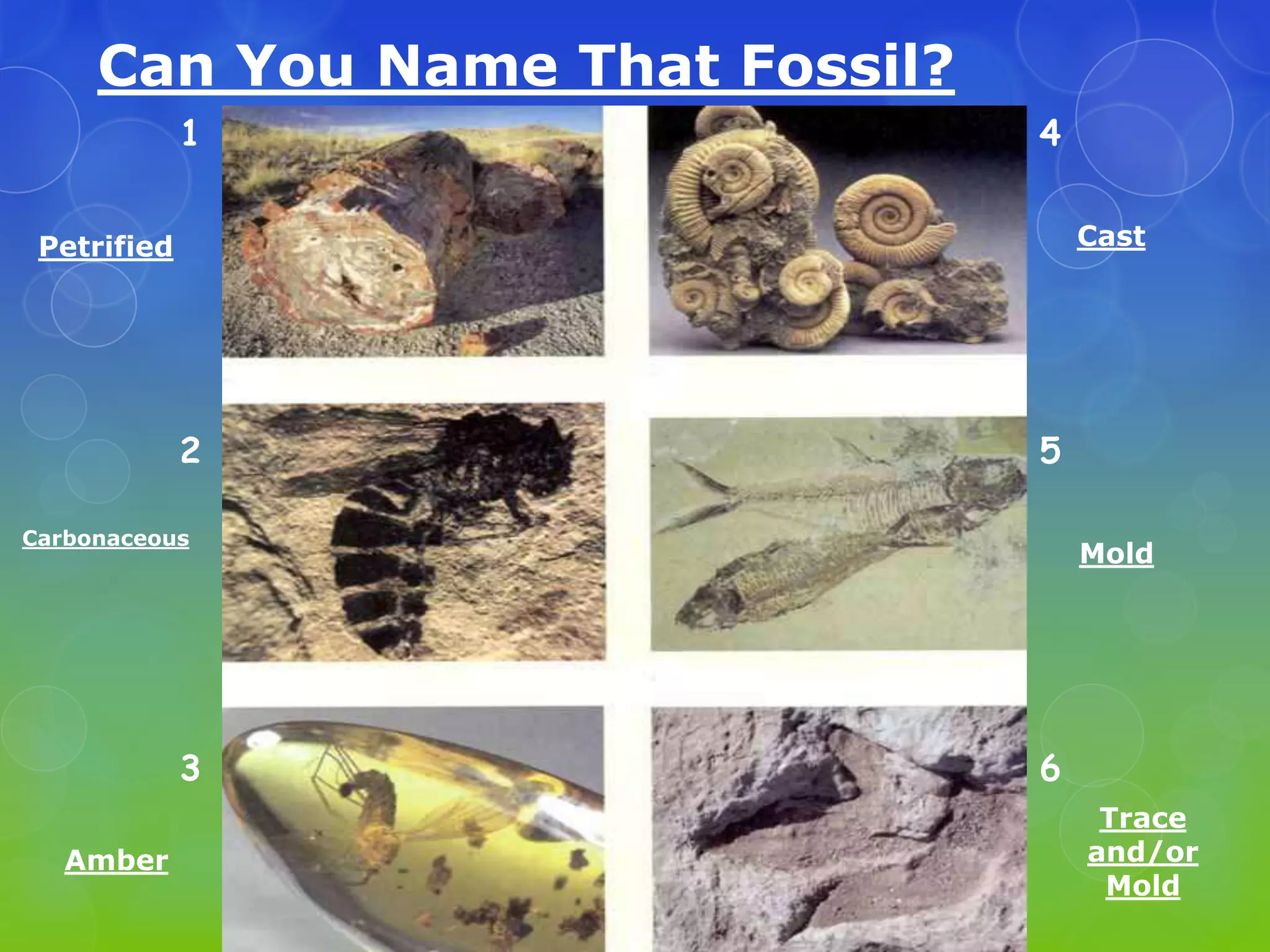 Fossils, Geologic Time, Dating, and Resources | PPTX | Geology | Science