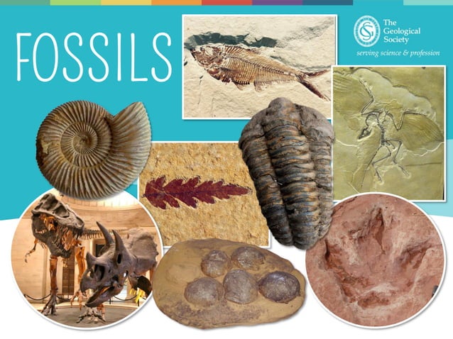 A presentation on Fossils | PDF | Geology | Science