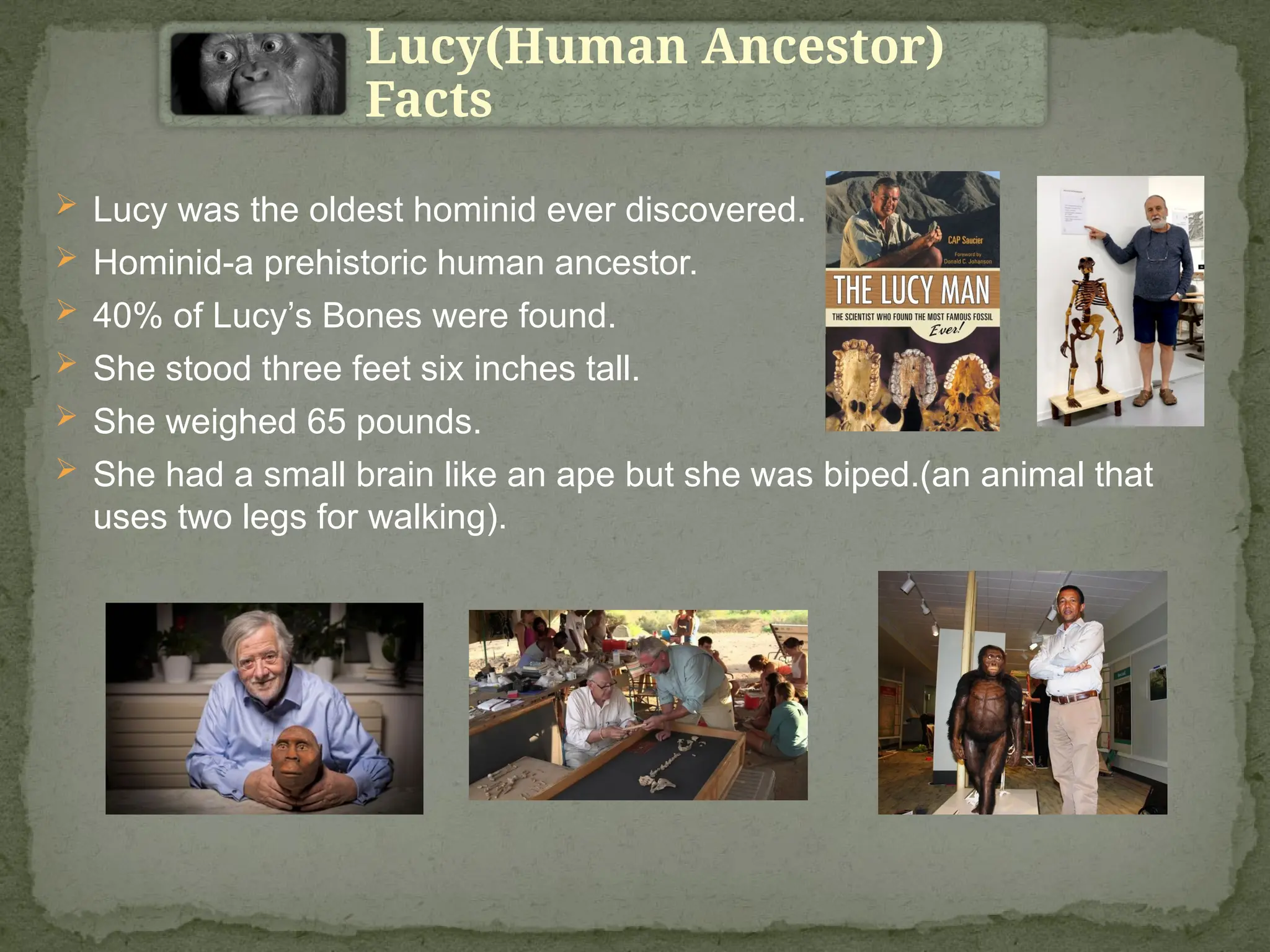 Fossil Evidence of Human Evolution: Lucy, Homo habilis,Taung boy and ...