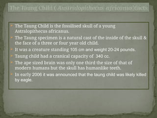 Fossil Evidence of Human Evolution: Lucy, Homo habilis,Taung boy and ...
