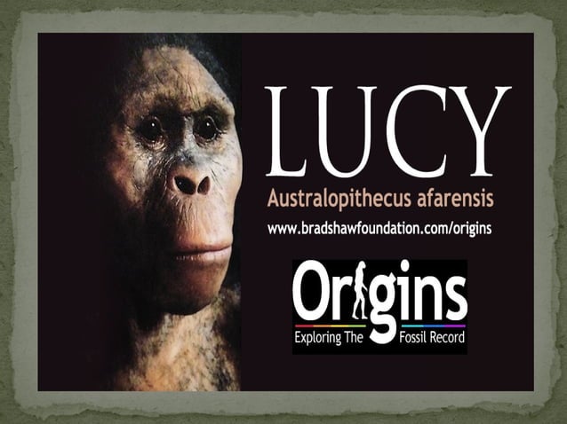 Fossil Evidence of Human Evolution: Lucy, Homo habilis,Taung boy and ...