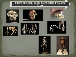 Fossil Evidence of Human Evolution: Lucy, Homo habilis,Taung boy and ...