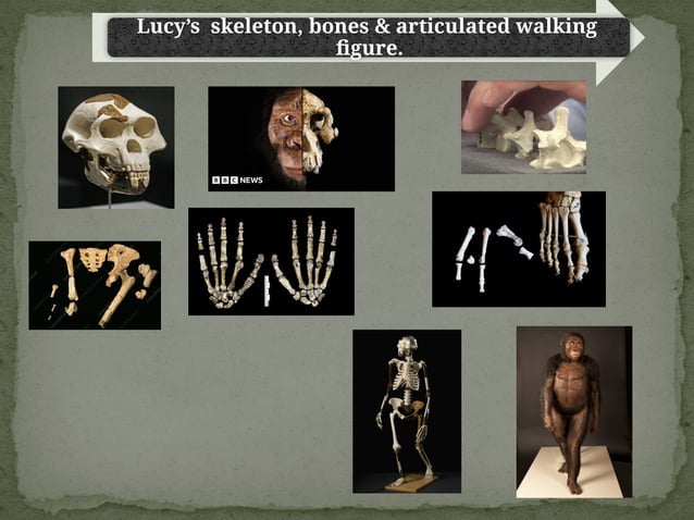 Fossil Evidence of Human Evolution: Lucy, Homo habilis,Taung boy and Neanderthals.pptx