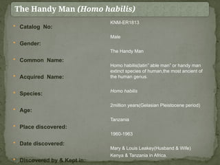 Fossil Evidence of Human Evolution: Lucy, Homo habilis,Taung boy and ...