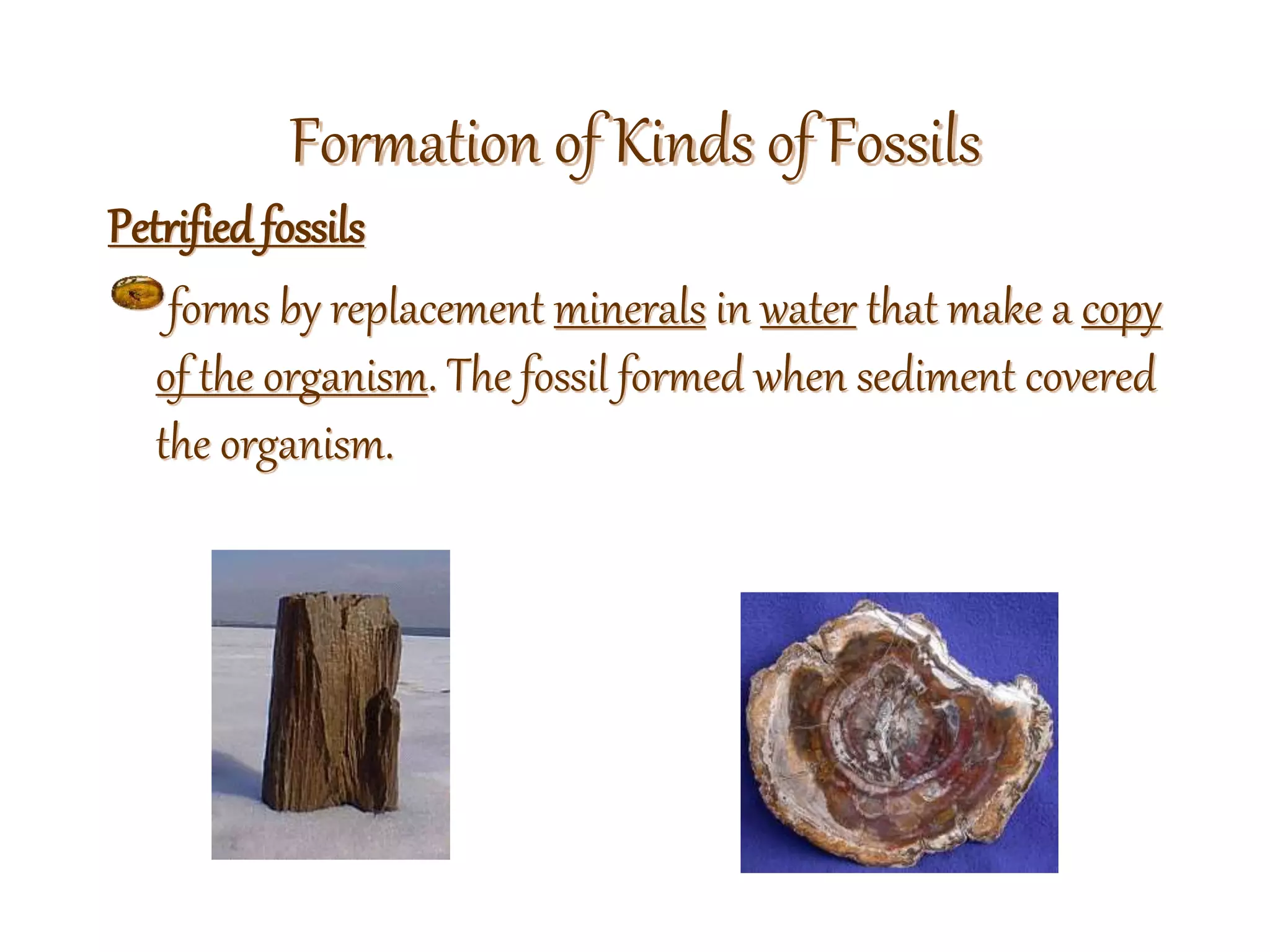 Fossils PowerPoint.ppt