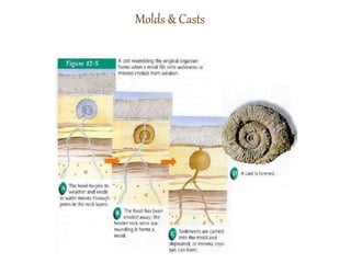 Fossils PowerPoint.ppt