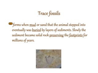 Fossils PowerPoint.ppt