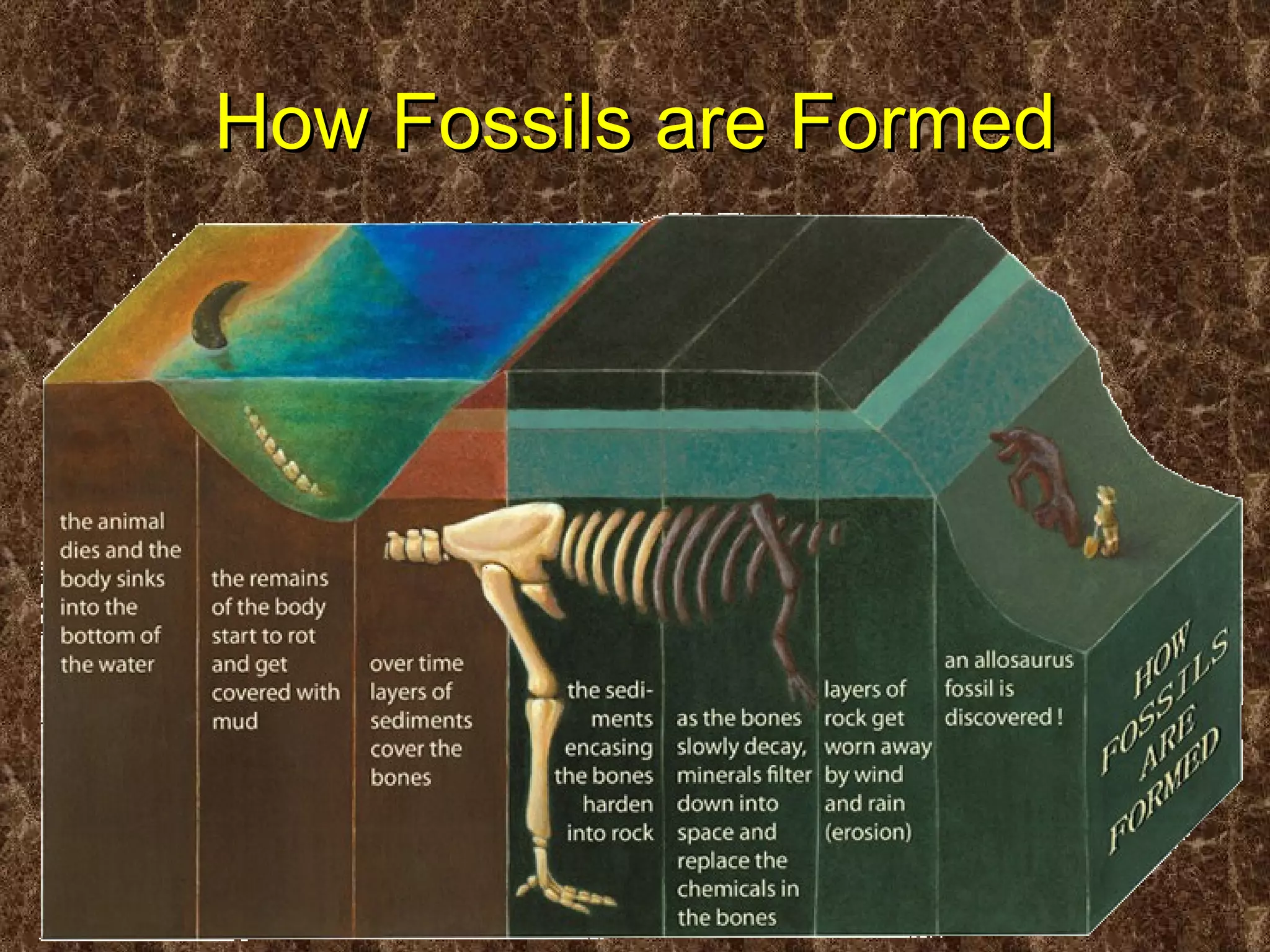 Fossils ppt | PPT