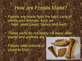 Fossils ppt | PPT