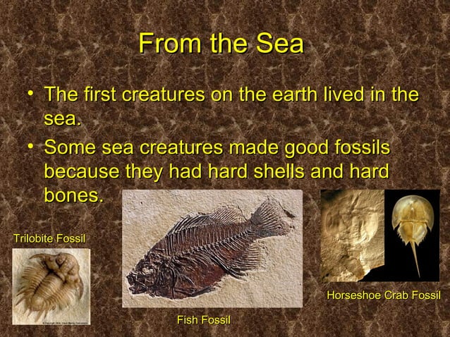 Fossils ppt | PPT