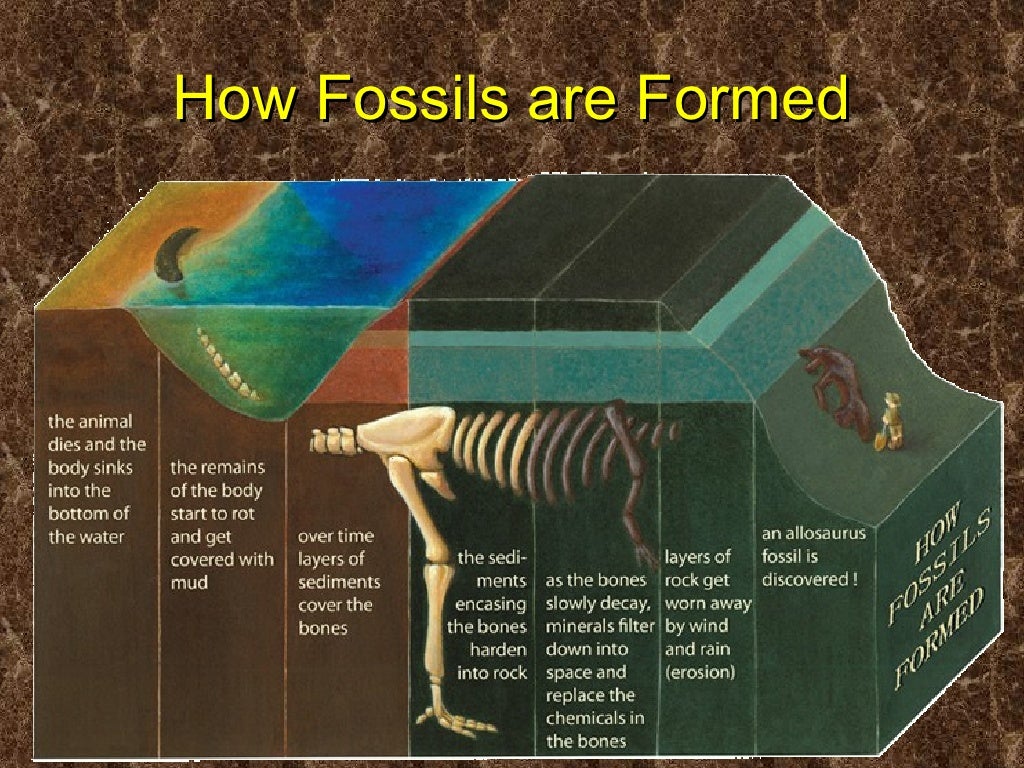Fossils ppt