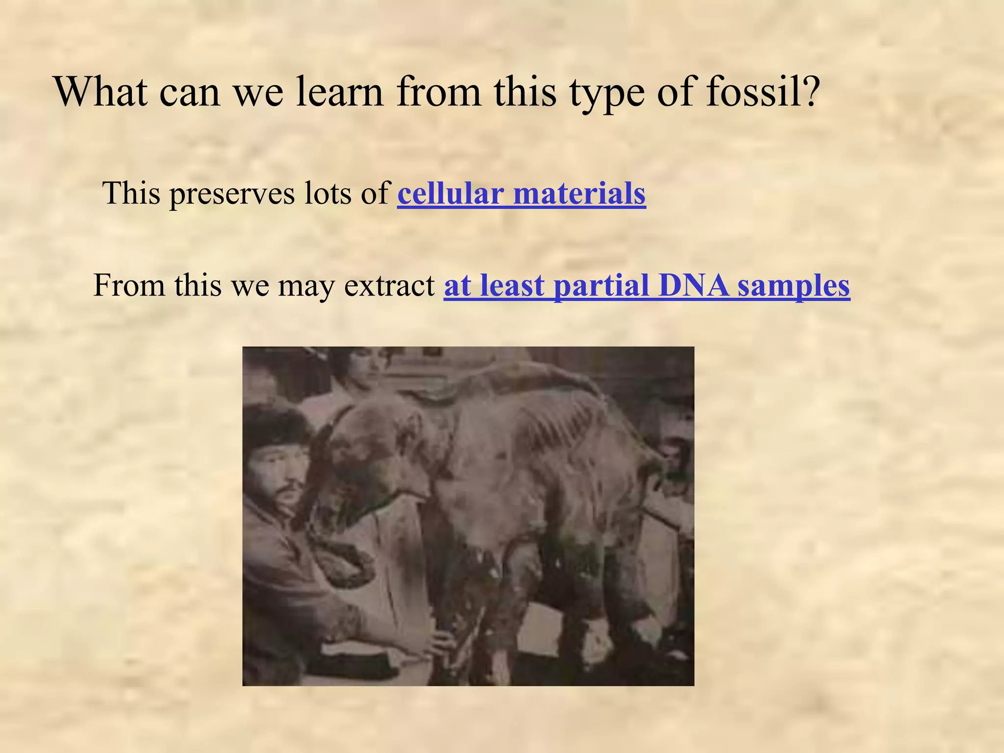 fossils ppt.pdf