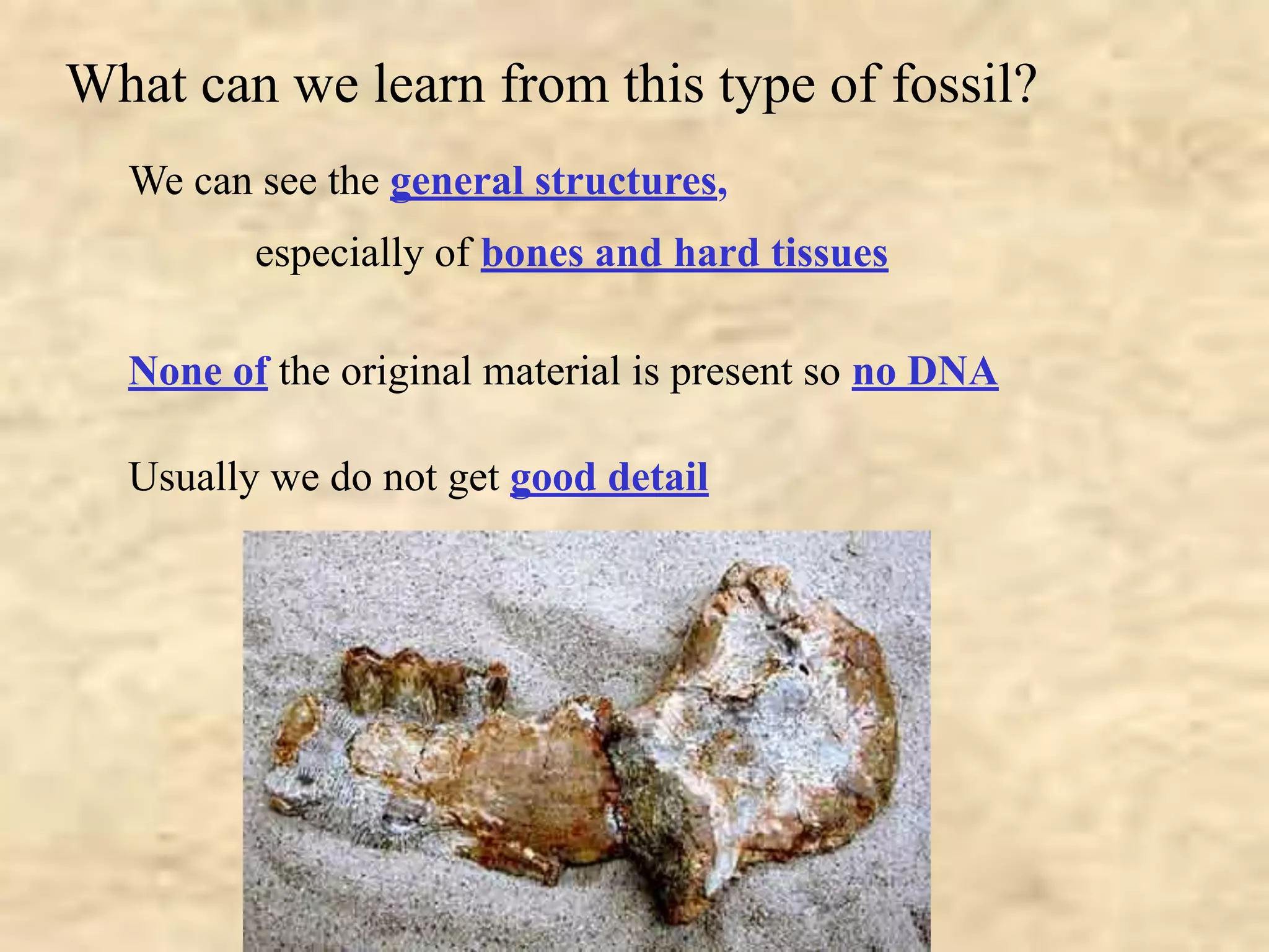 fossils ppt.pdf