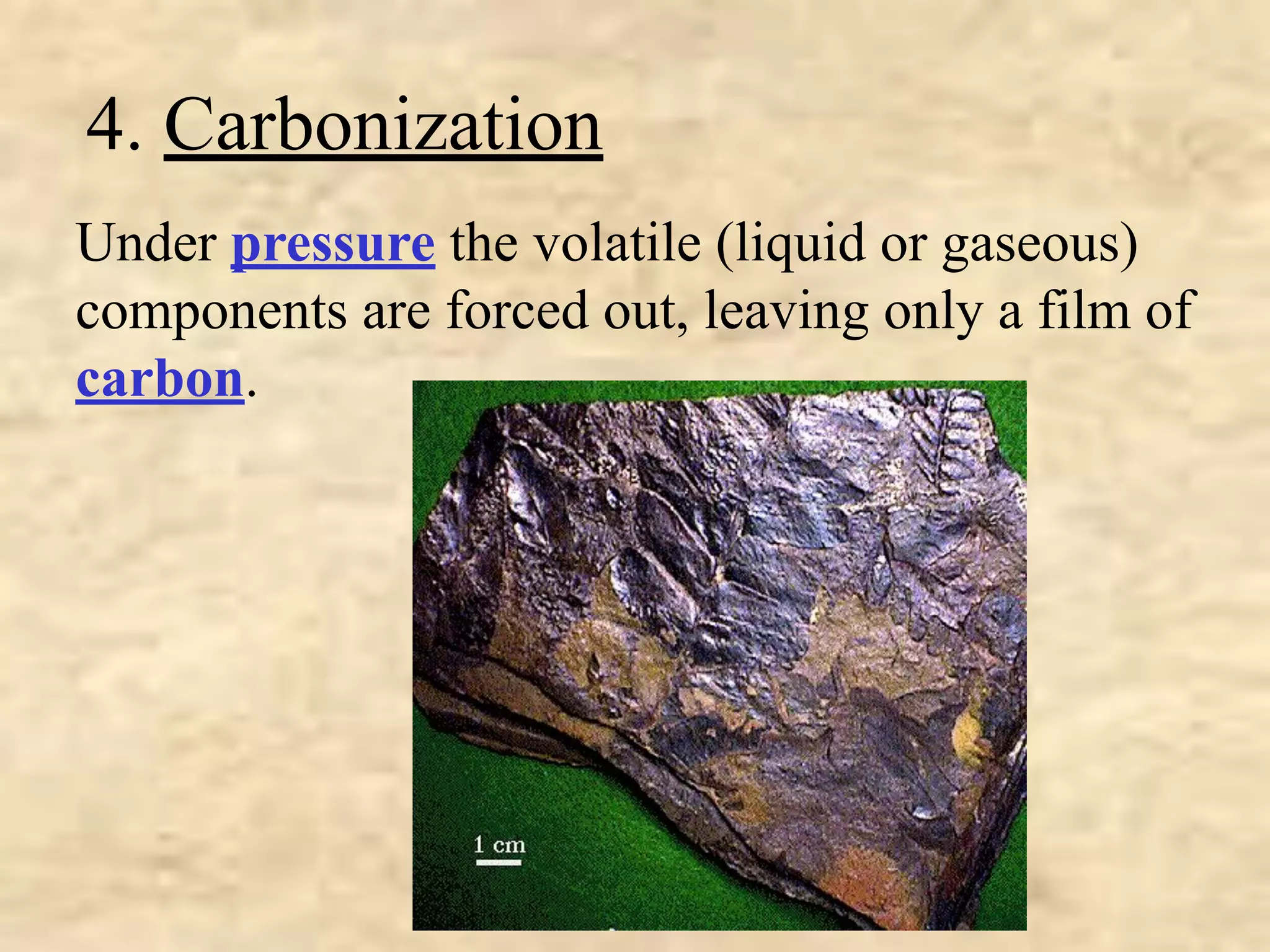 fossils ppt.pdf