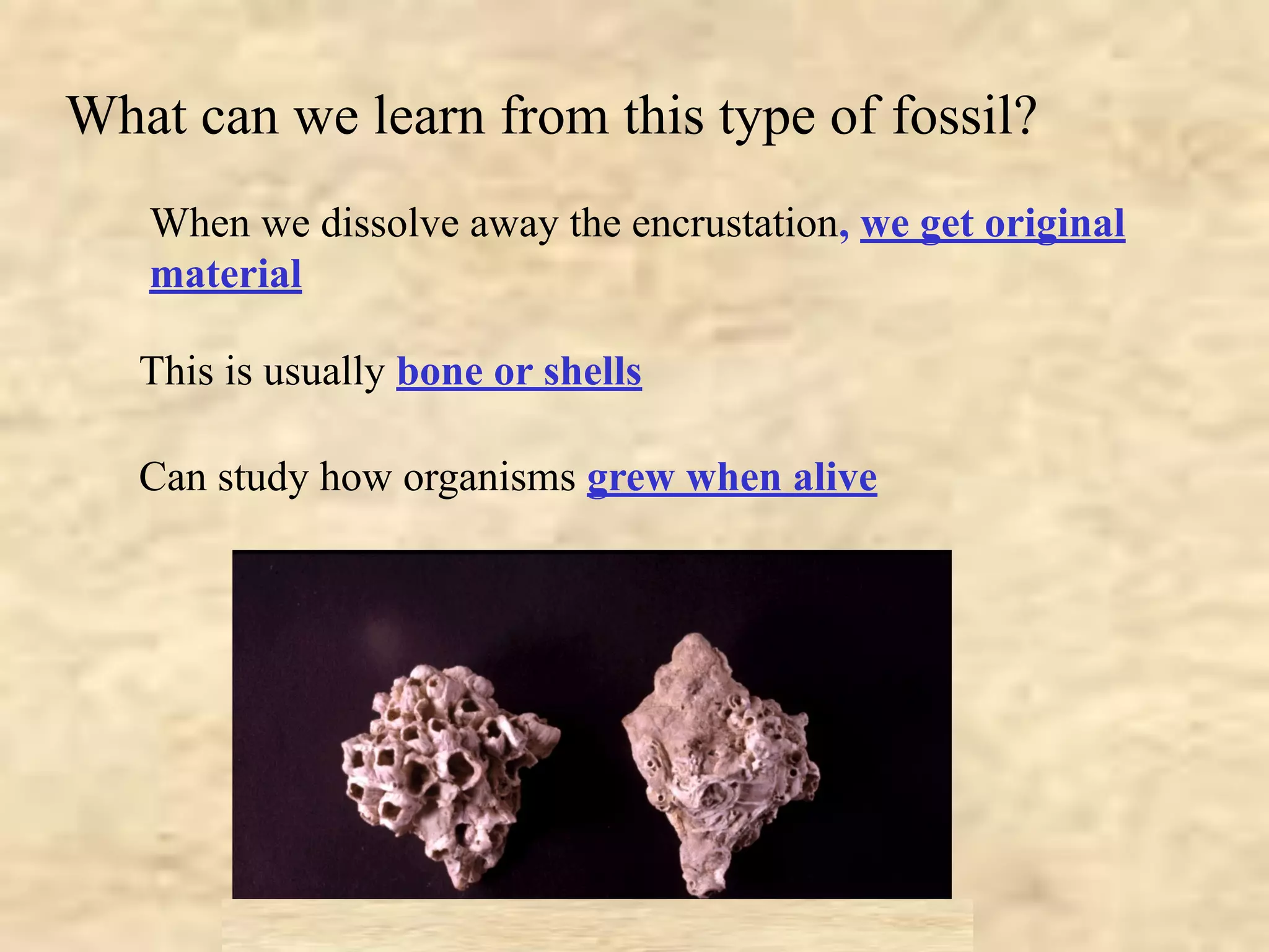 fossils ppt.pdf