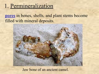 fossils ppt.pdf