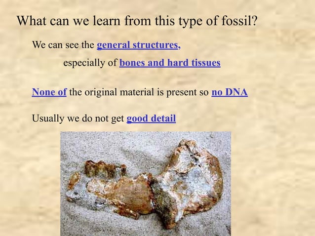 fossils ppt.pdf