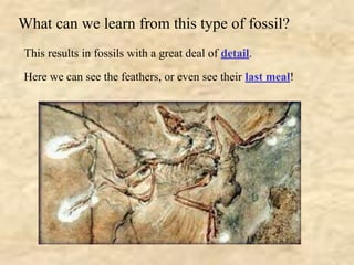 fossils ppt.pdf