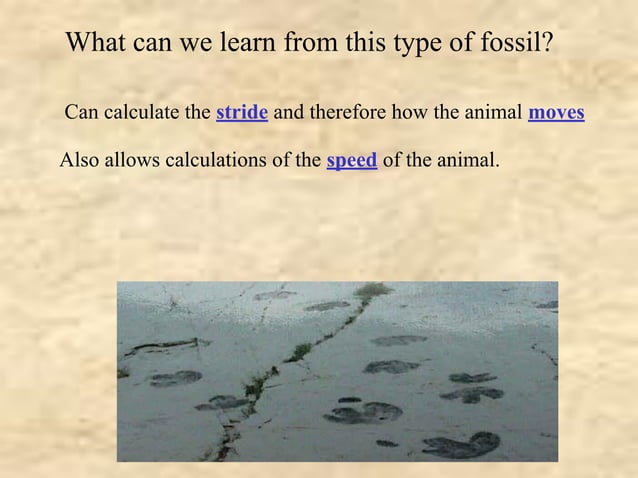 fossils ppt.pdf