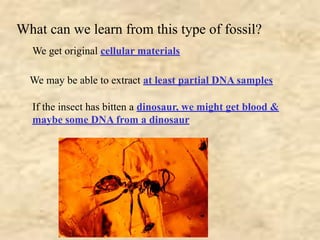 fossils ppt.pdf