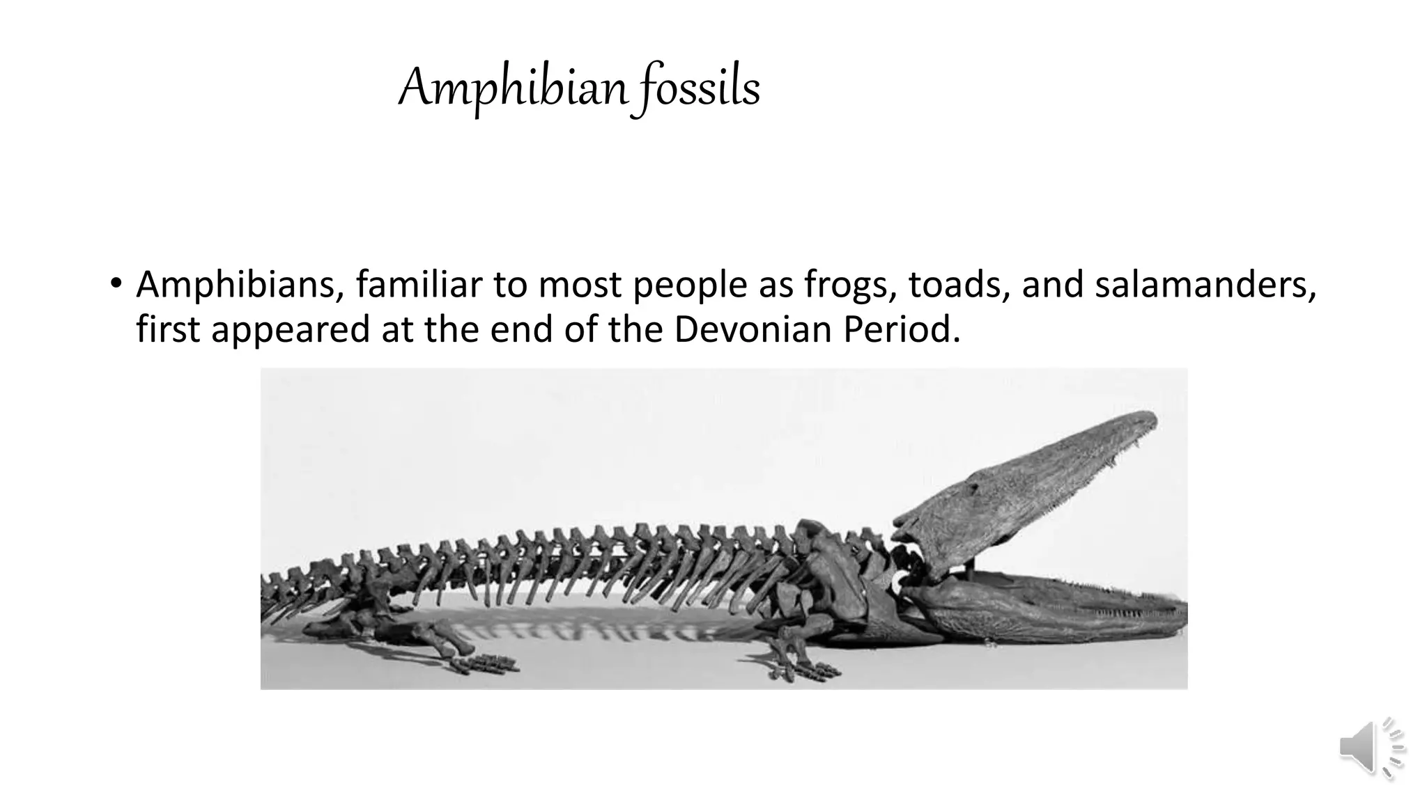 vertebrate and invertebrate fossils | PPTX