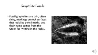 vertebrate and invertebrate fossils | PPTX