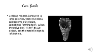 vertebrate and invertebrate fossils | PPTX