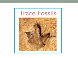 Fossils - fossil | PPT