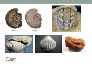 Fossils - fossil | PPT