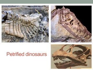 Fossils - fossil | PPT