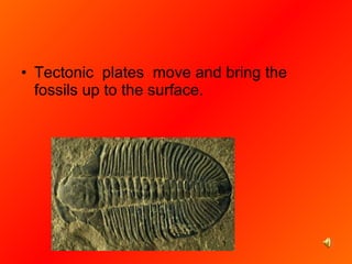 Fossils presentation by group 6a | PPT