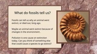 Fossils Quizzes and Questions to ask for review | PPTX