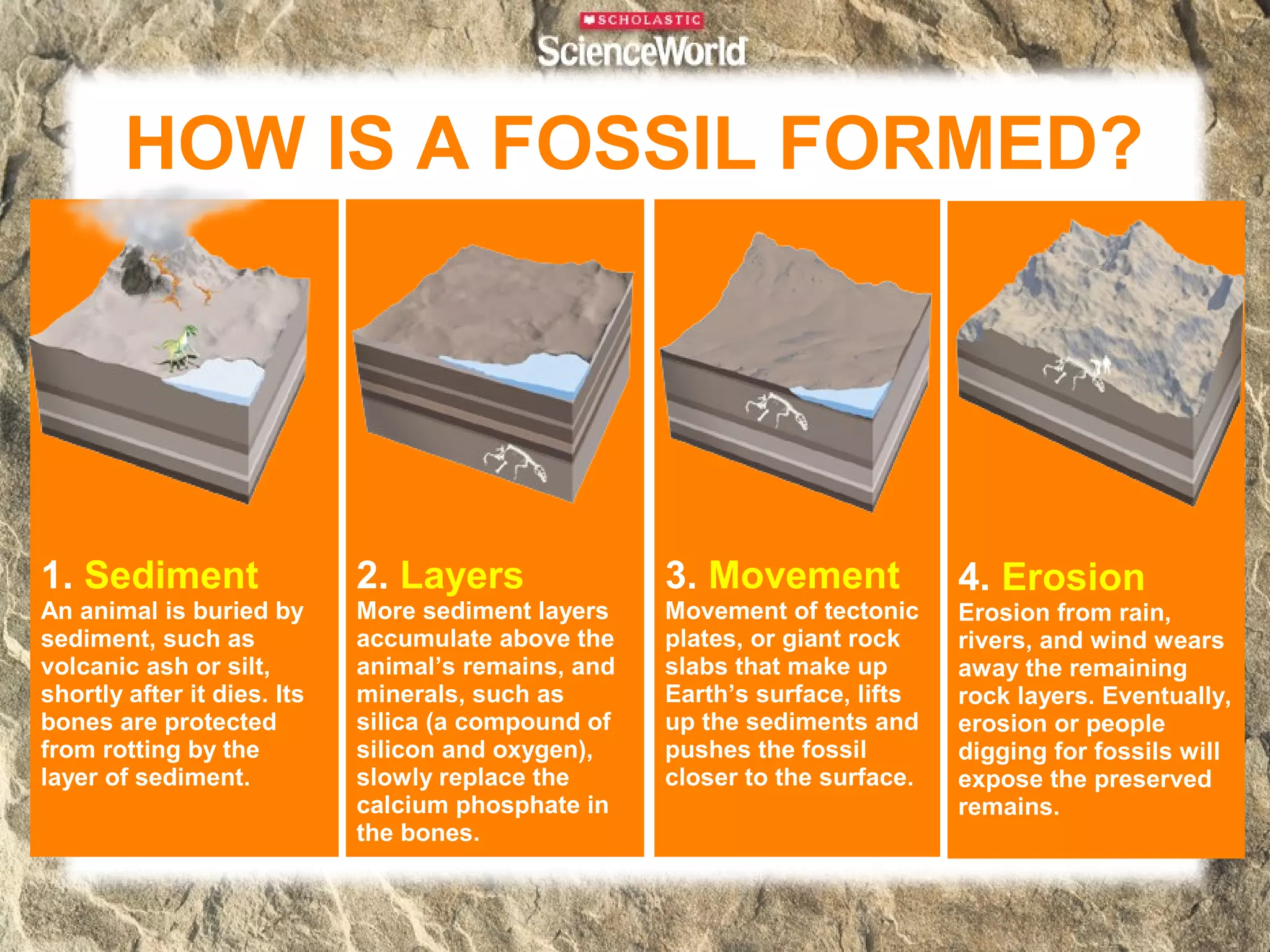 Fossils | PPT