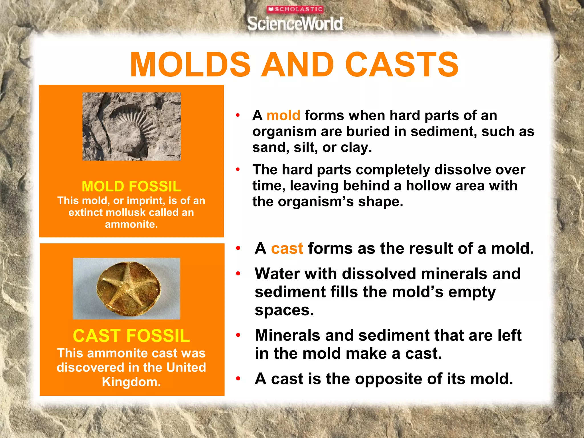 Fossils | PPT