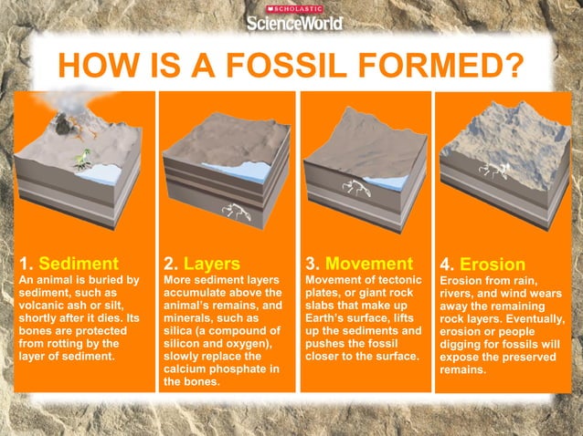 Fossils | PPT