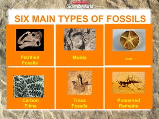 Fossils | PPT