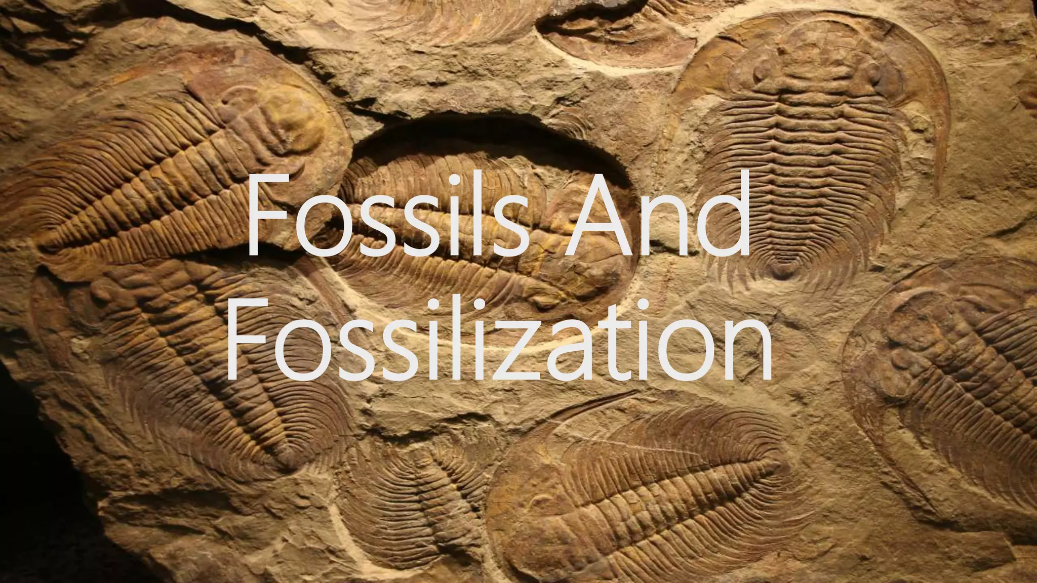 Fossils and fossilization by Muhammad Sohail Riaz Hashmi | PPTX