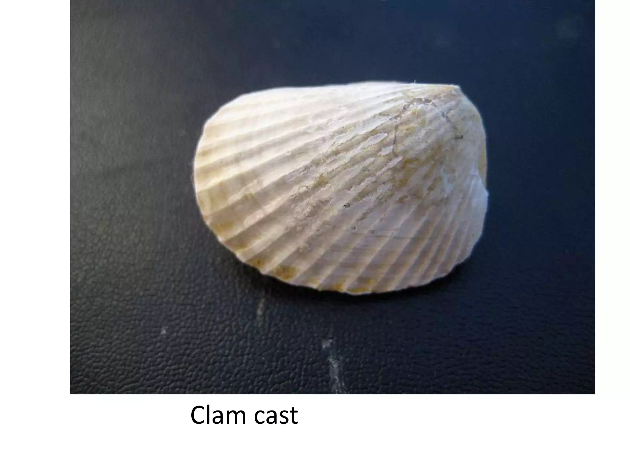 Fossils (teach) | PPTX